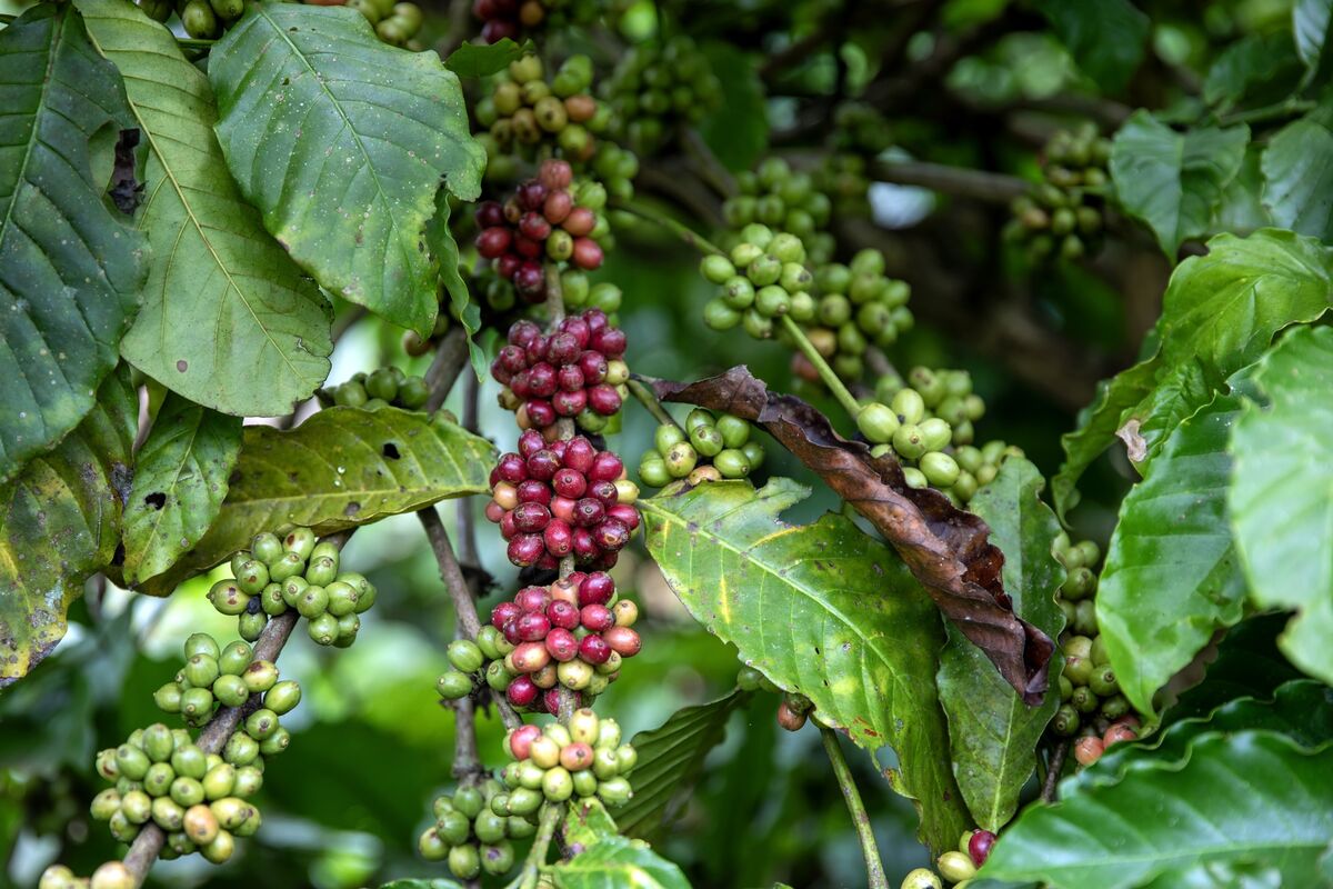Vietnam expands arrests in coffee region property bribery probe - Open ... Vietnam expands arrests in coffee region property bribery probe - Open ...